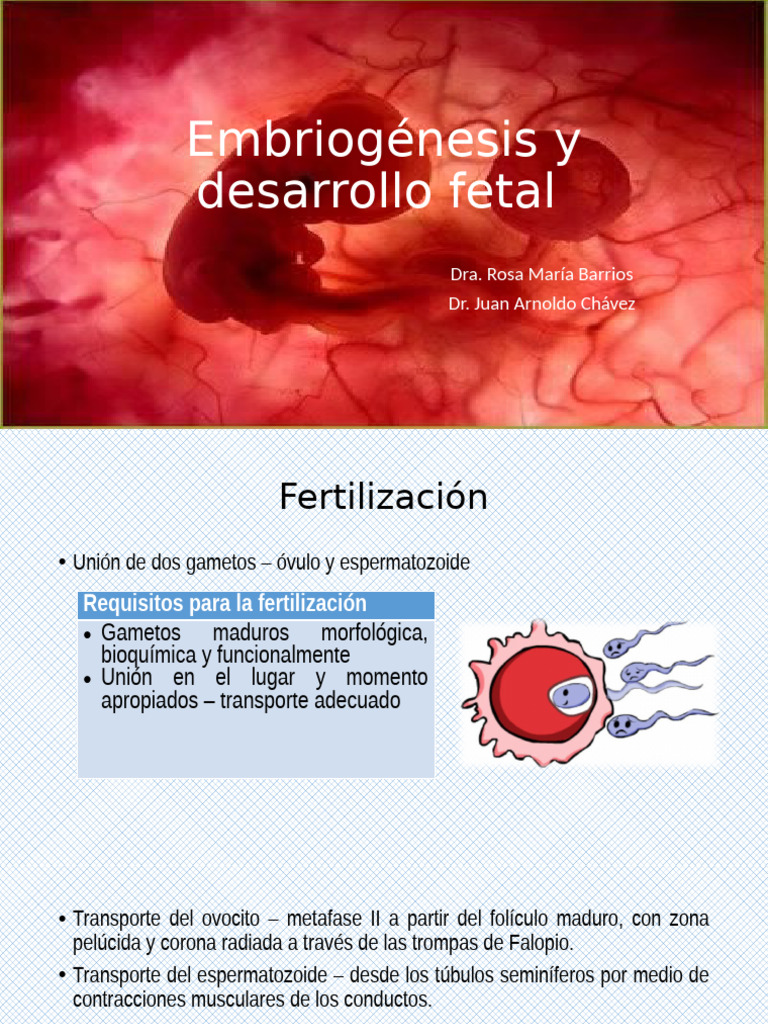 Embriogénesis: Fertilización y Desarrollo Fetal | PDF | Morfología ...