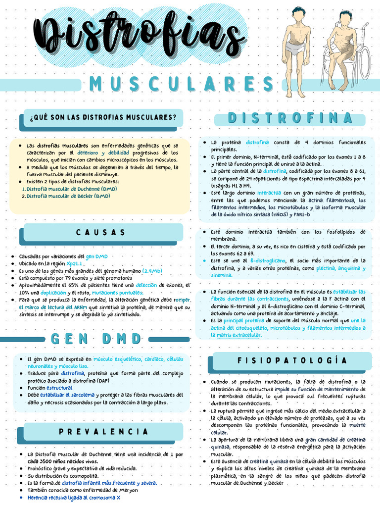 Distrofias Musculares: Duchenne y Becker | PDF | Músculo | Bioquímica