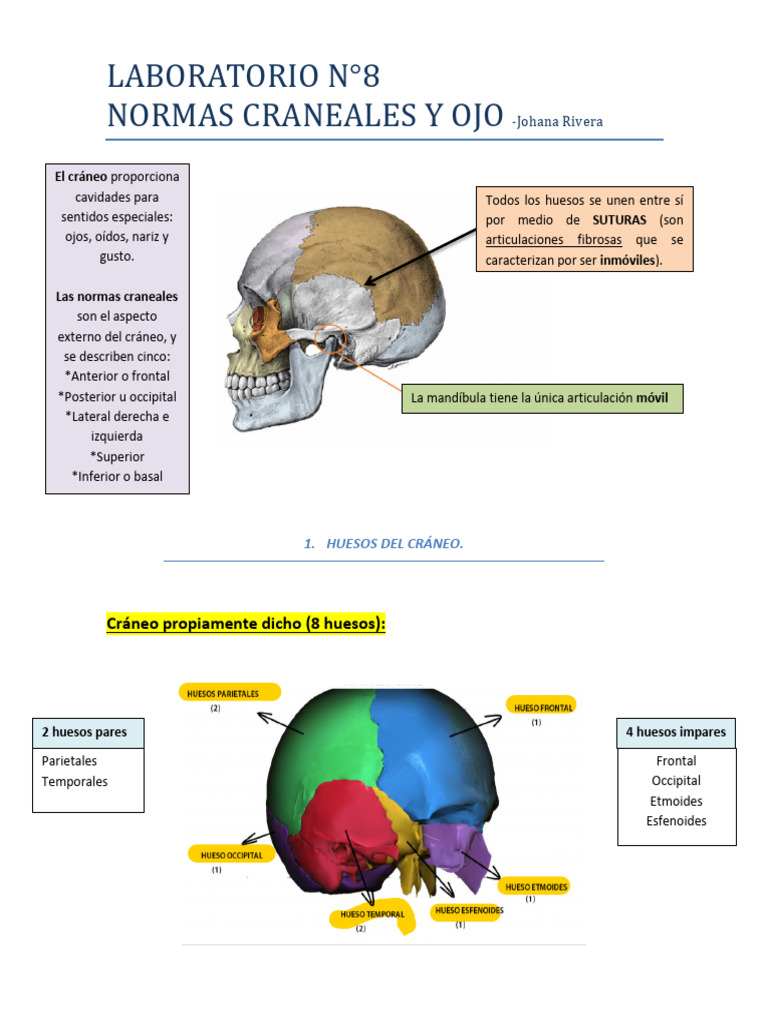 Anato, Normas Craneales, Ojo | PDF | Cráneo | Sistema esquelético