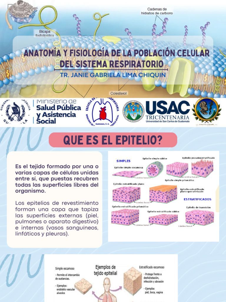 Anatomía y Fisiología de La Población Celular | PDF | Epitelio | Tos