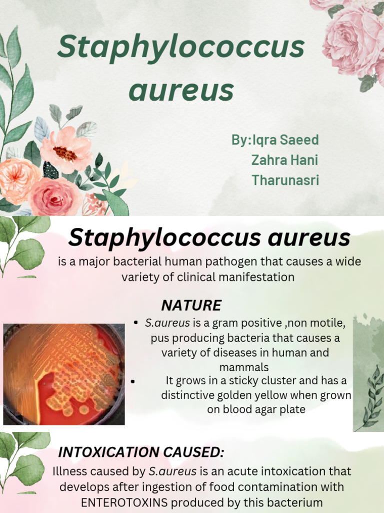 Staphylococcus Aureus - 20241225 - 185119 - 0000 | PDF | Staphylococcus | Foodborne Illness