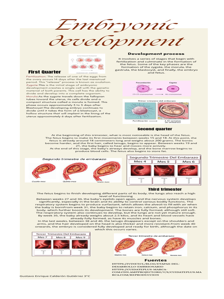 Understanding Morula in Embryonic Development | PDF | Embryo ...