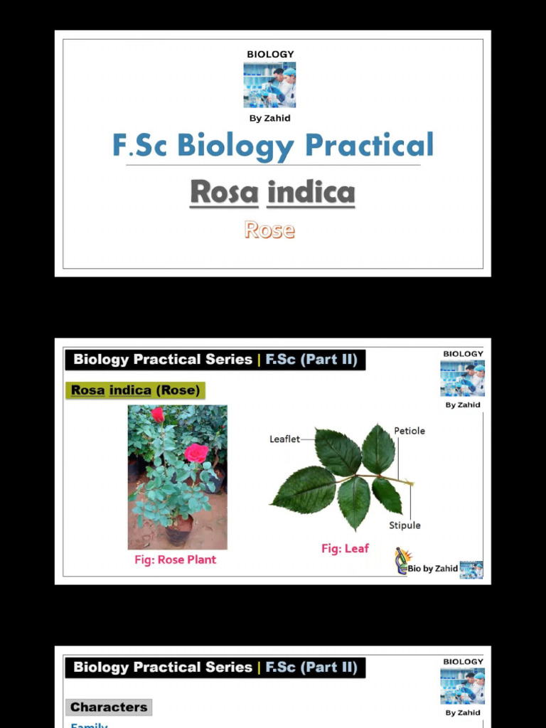 Plant Families | PDF