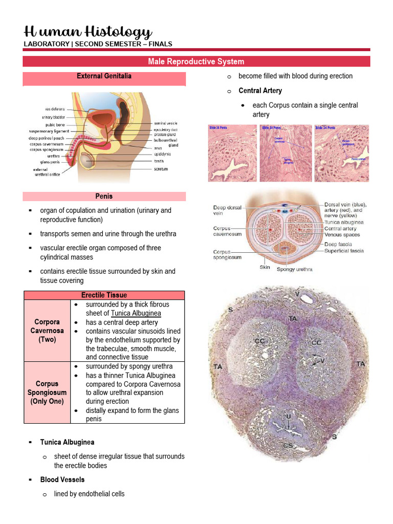 4l Male Reproductive System Pdf Testicle Prostate