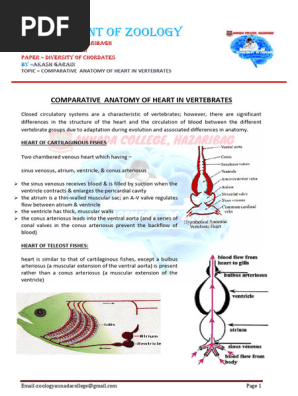 Comparative Anatomy Of Vertebrates Circulatory System Modification Of