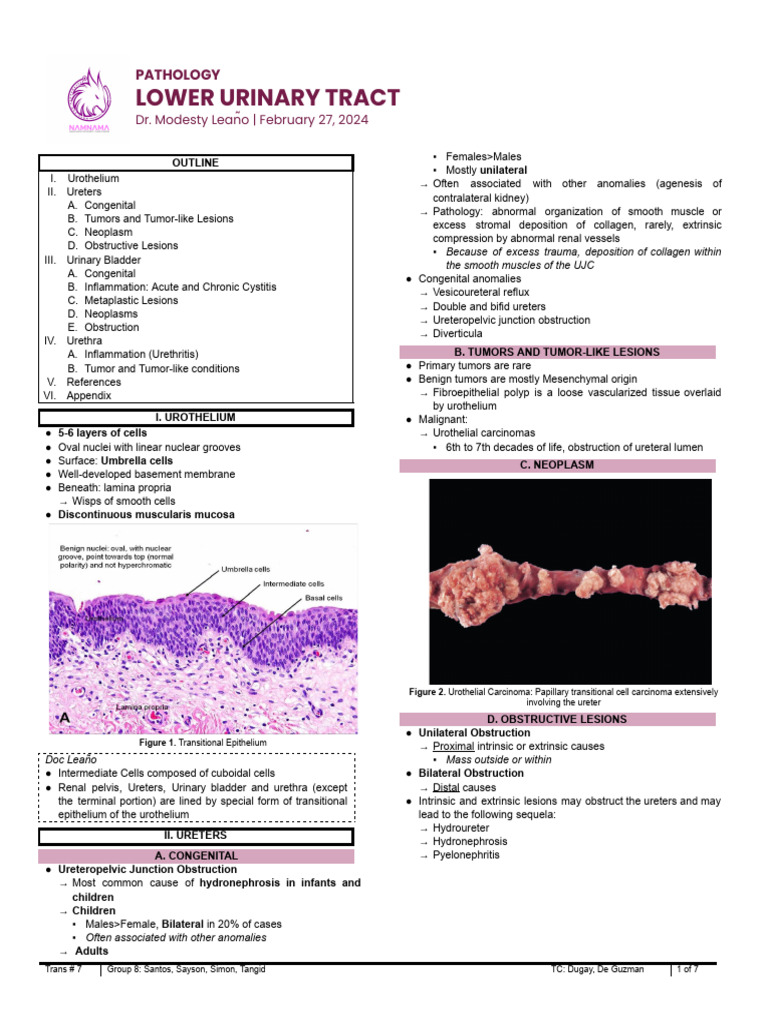 07 - Pathology - Lower Urinary Tract - Dr. Leaño | PDF | Urinary Tract ...
