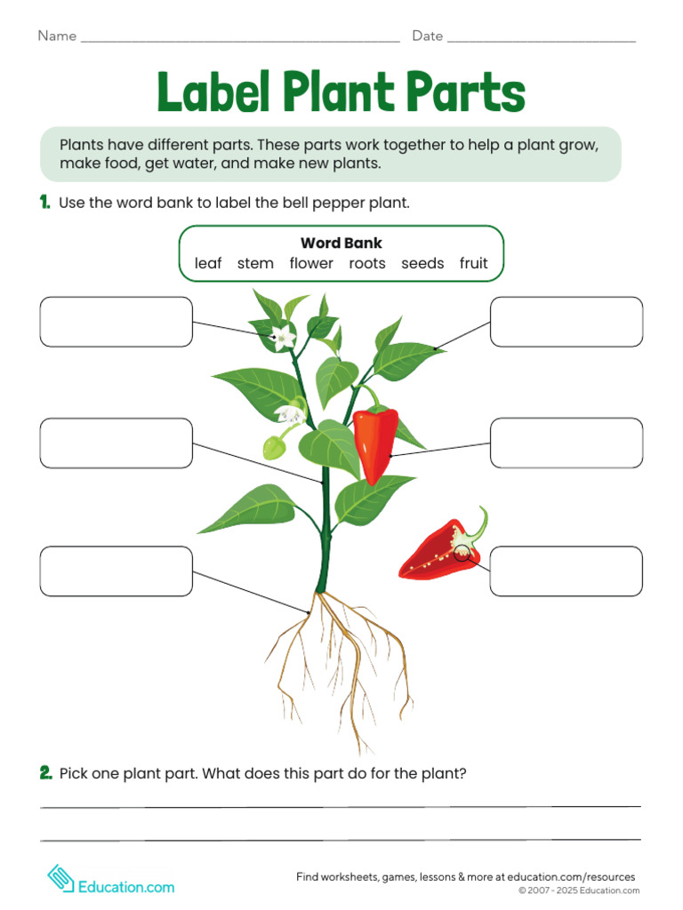 Labeling Parts of a Plant Worksheet | PDF