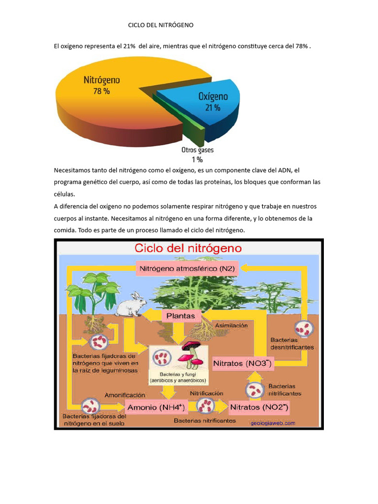 El Ciclo Del Nitrogeno | PDF | Nitrógeno | Biología