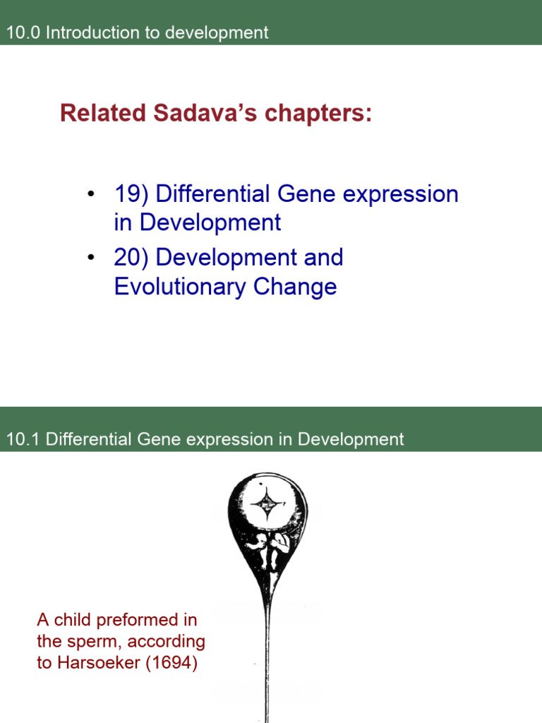 10-Introduction To Development | PDF | Developmental Biology | Cell Potency