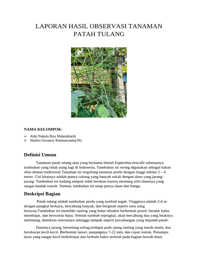 Laporan Hasil Observasi Tanaman Patah Tulang | PDF