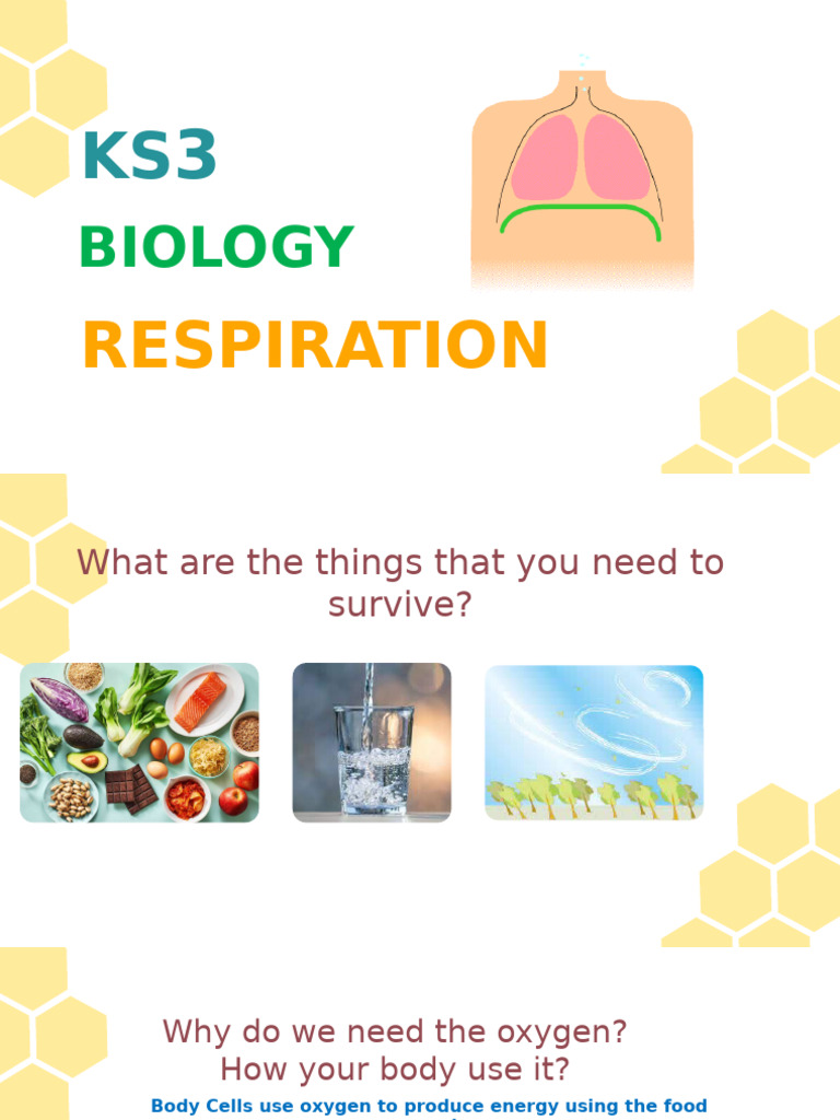 w2 Ks3 Y8 Science Respiration (Lec1) | PDF | Respiratory System ...
