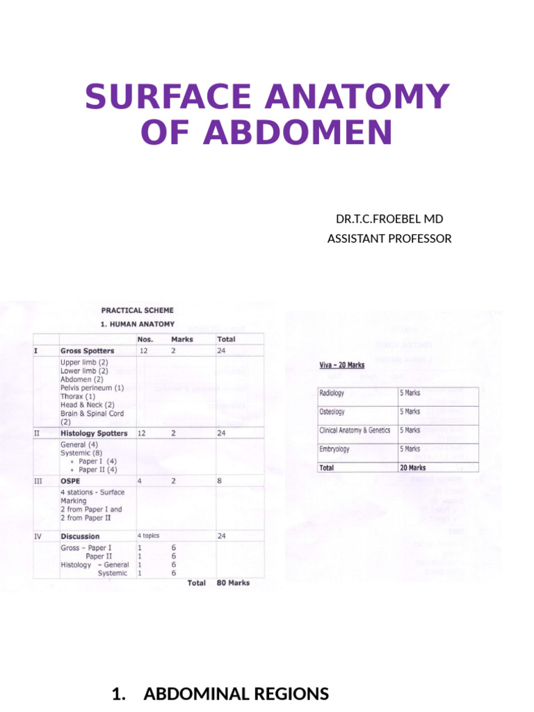 Murphy's Point and Abdominal Anatomy | PDF | Abdomen | Anatomy