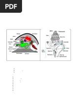 Land Snail Identification Guide | PDF | Molluscs