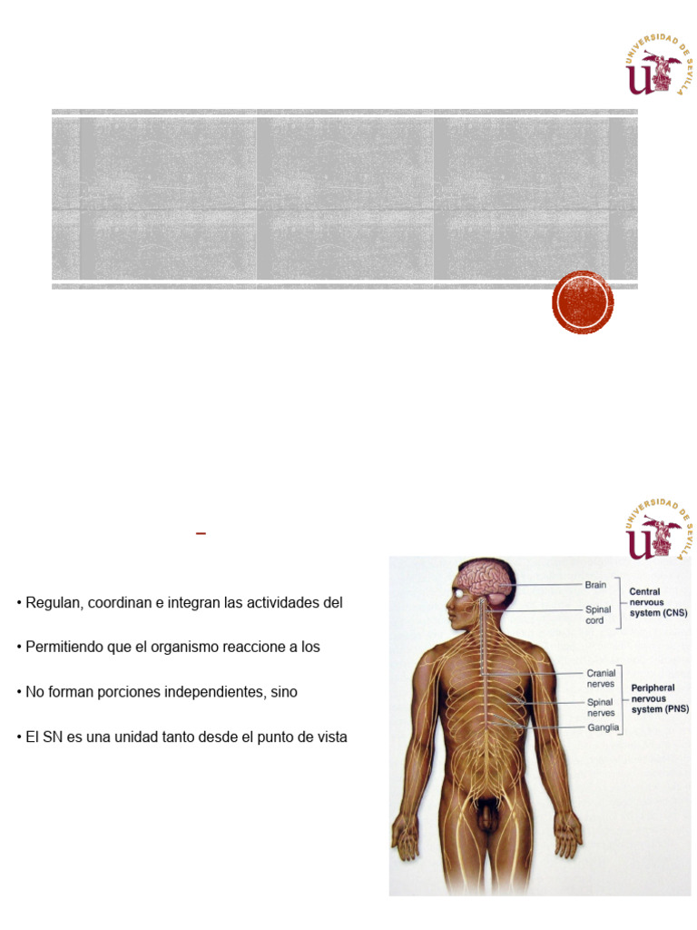 Tema 18 Af | PDF | Médula espinal | Sistema nervioso