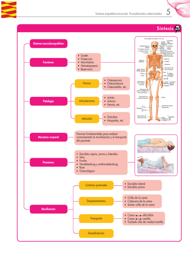 Esquemas 01 Sistema Esqueletico Muscular Aux Enfer Aragon | PDF | Articulación | Hueso