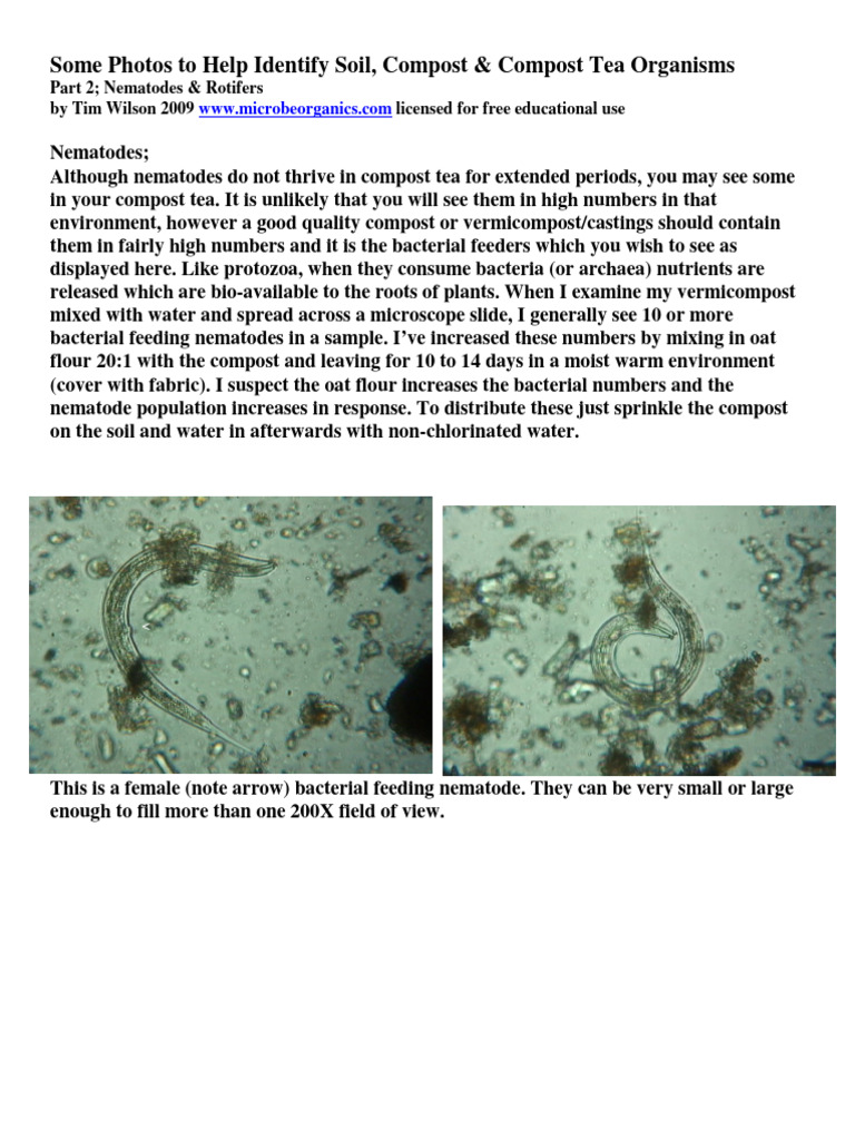 Microbe Identify Part 2 Pdf Compost Bacteria