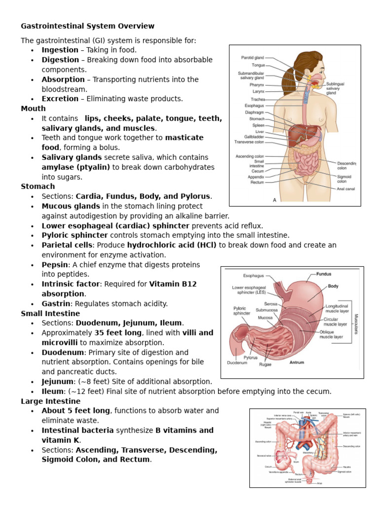 Gastrointestinal Notes Highlights | PDF | Small Intestine | Stomach