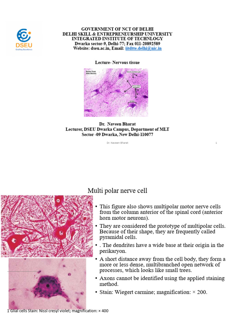 DNB Histology of Nervous Tissue | PDF | Neuron | Axon