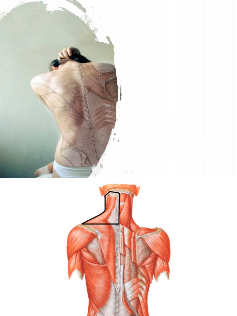 Dorso y Nuca | PDF | La columna vertebral | Vértebra