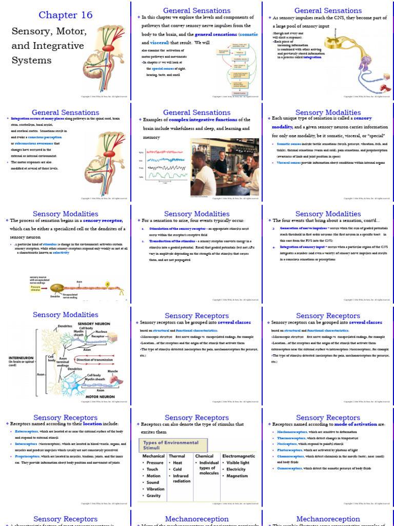 Sensory and Motor Systems Overview | PDF | Motor Neuron | Senses