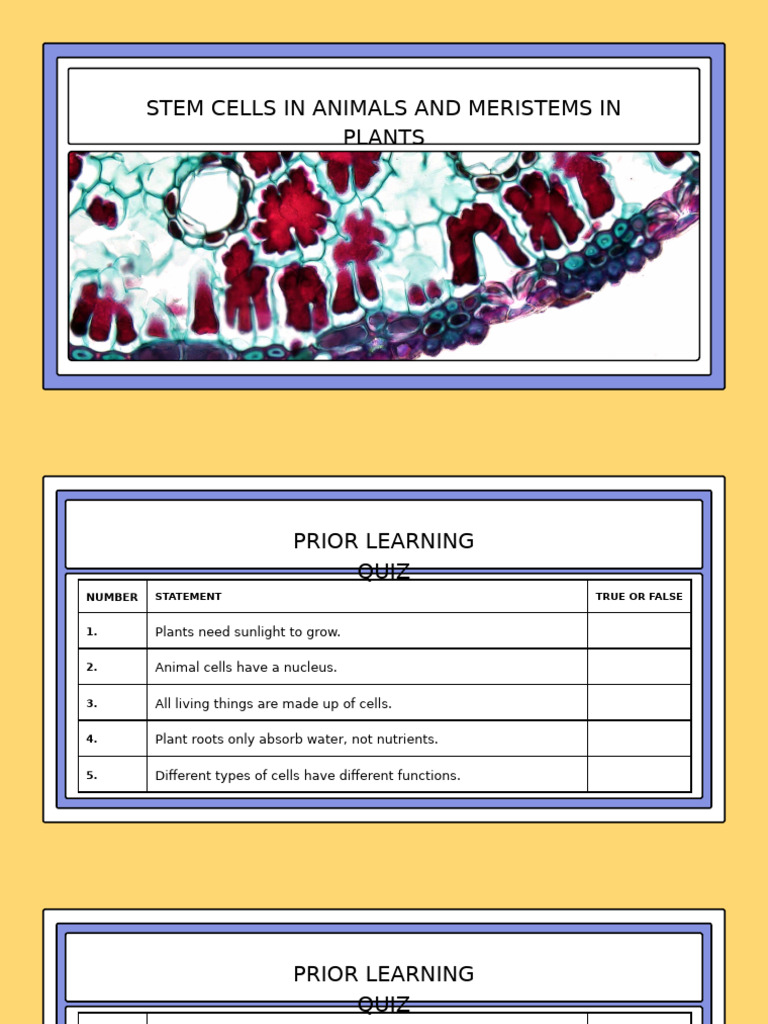 Stem Cells and Meristem Cells Lesson Presentation in Yellow and Purple ...