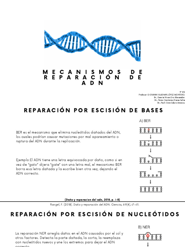 Exposicion de Mecanisnos de Reparacion Del Adn | PDF | Reparación de adn | Adn