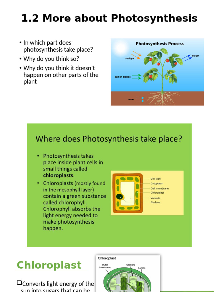 More About Photosynthesis | PDF