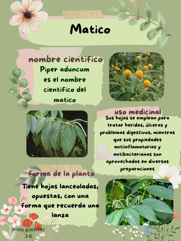 Matico | PDF