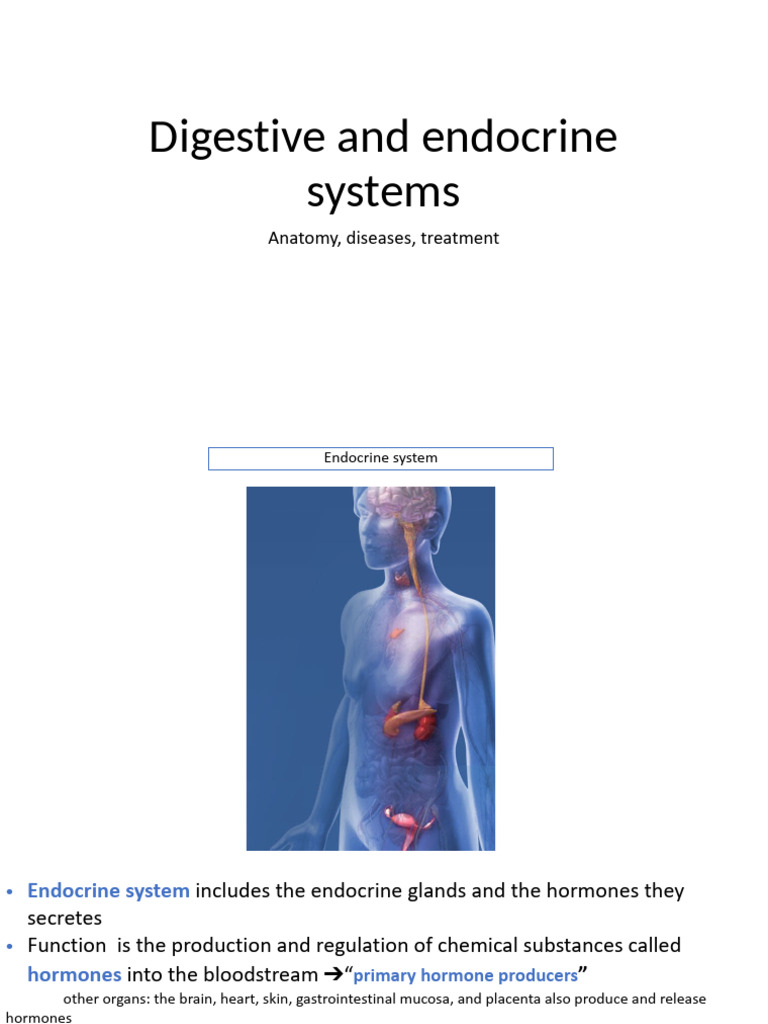 First Course Endocrine Digestive Systems Final | PDF | Human Digestive ...