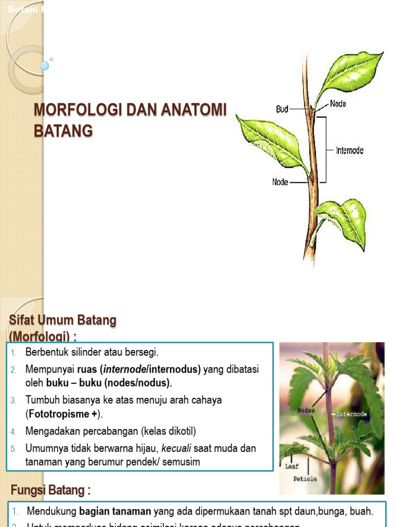 Morfologi dan Anatomi Batang Tumbuhan | PDF