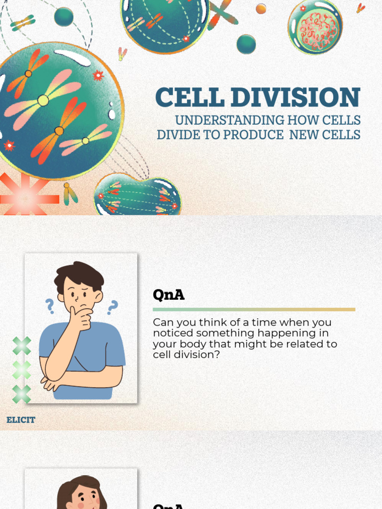 Understanding Mitosis Stages and Effects | PDF