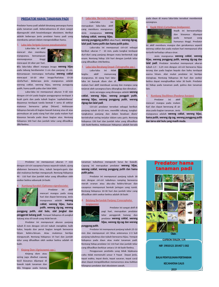 Predator Hama Tanaman Padi | PDF