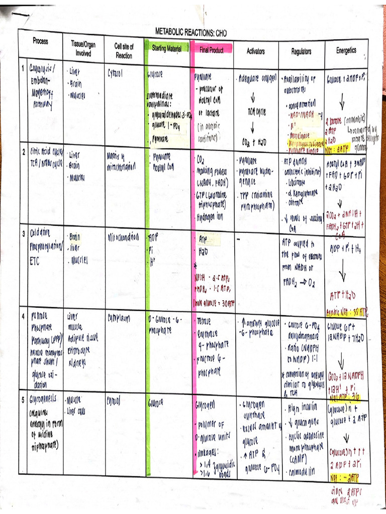 Metabolic Reactions | PDF