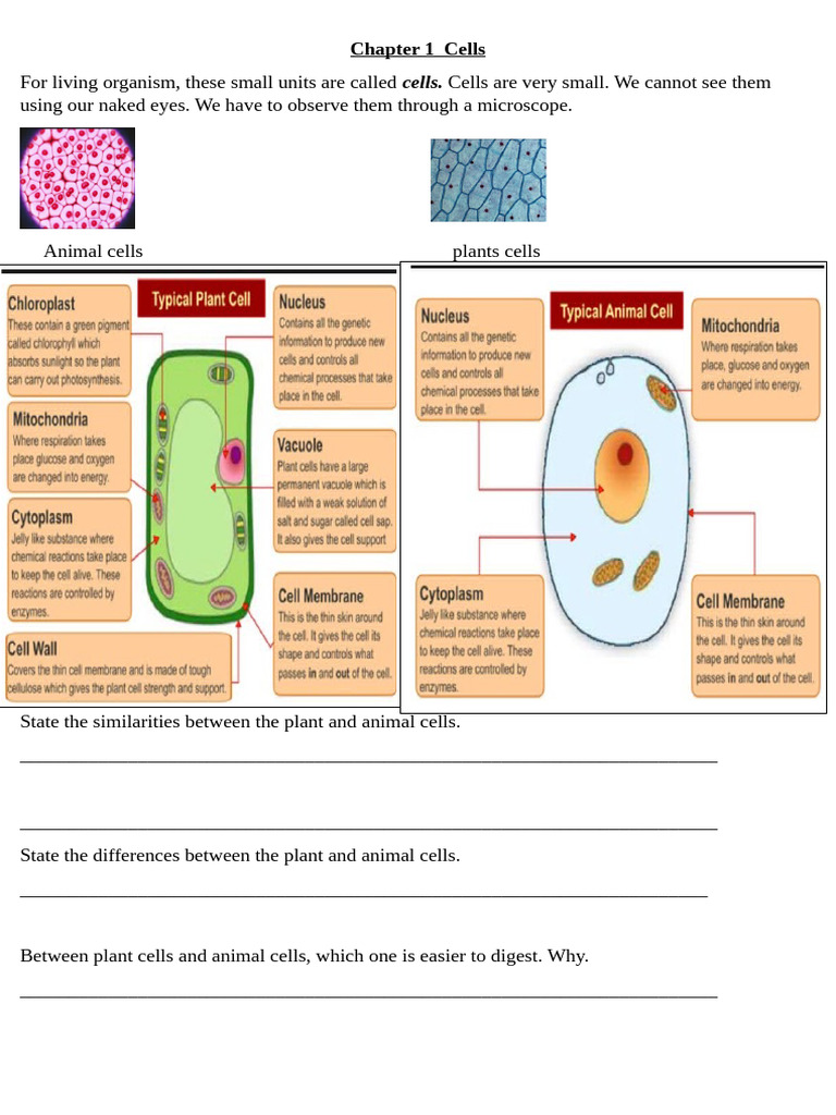 Cell Biology: Plant vs. Animal Cells | PDF