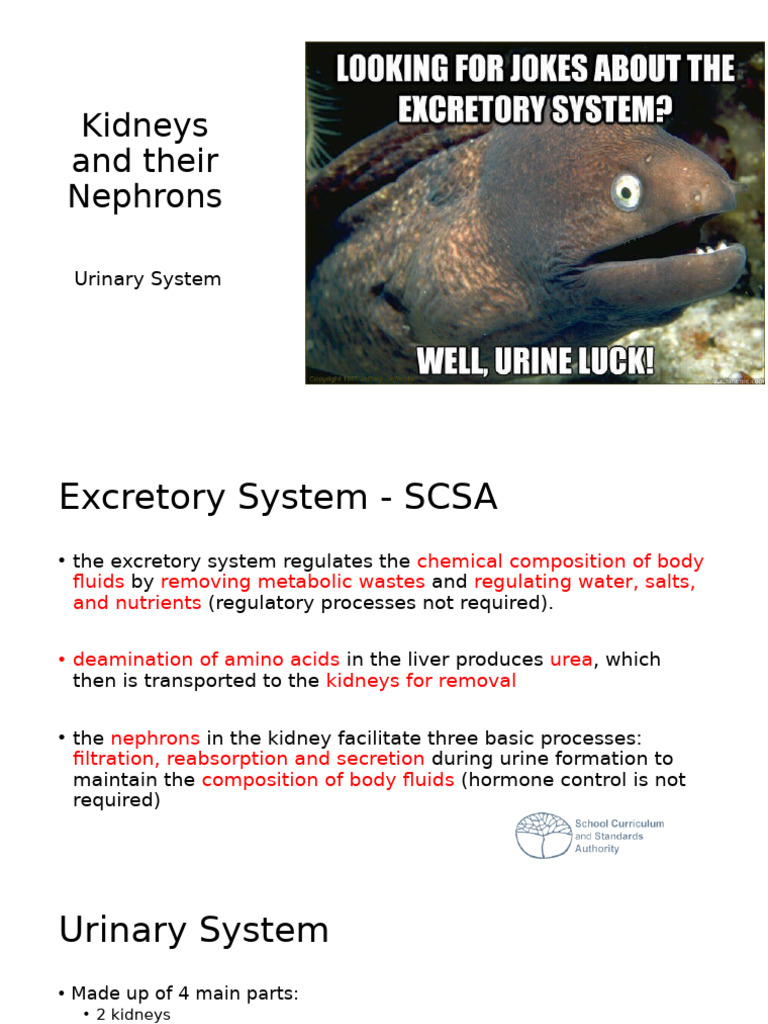 Kidney and Nephrons | PDF | Kidney | Urinary System