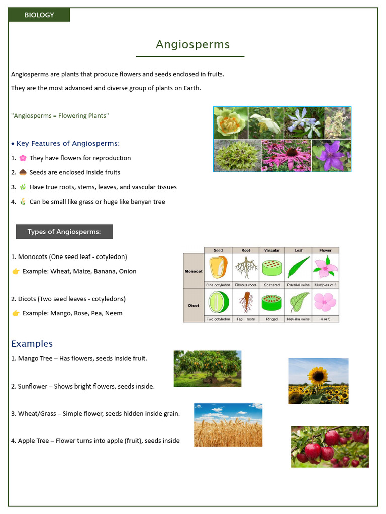 Angiosperms | PDF