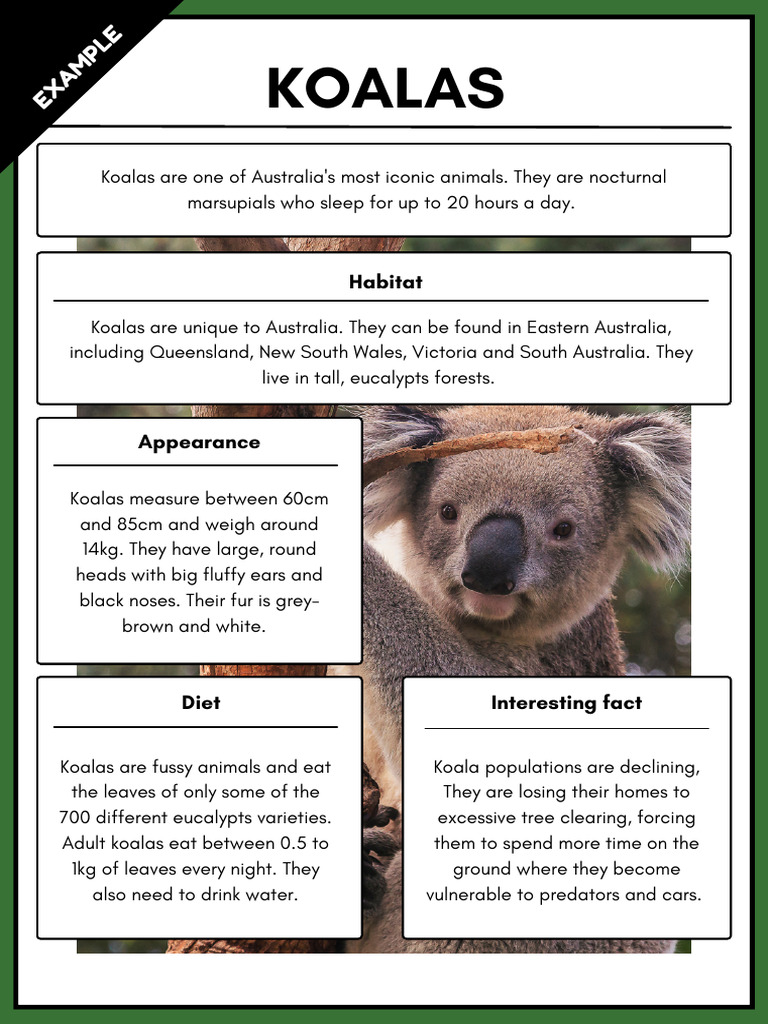 Koalas English Writing Informational Report Worksheet | PDF