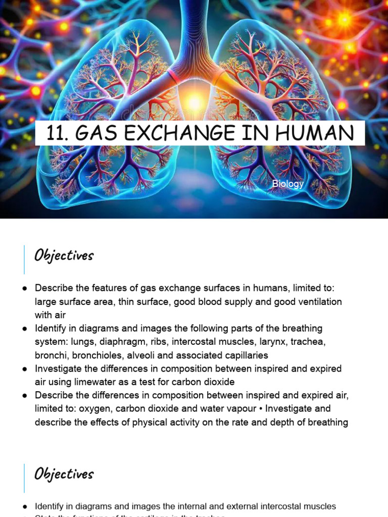 BIO-Chapter 11. Gas Exchange in Human Student | PDF | Breathing | Lung