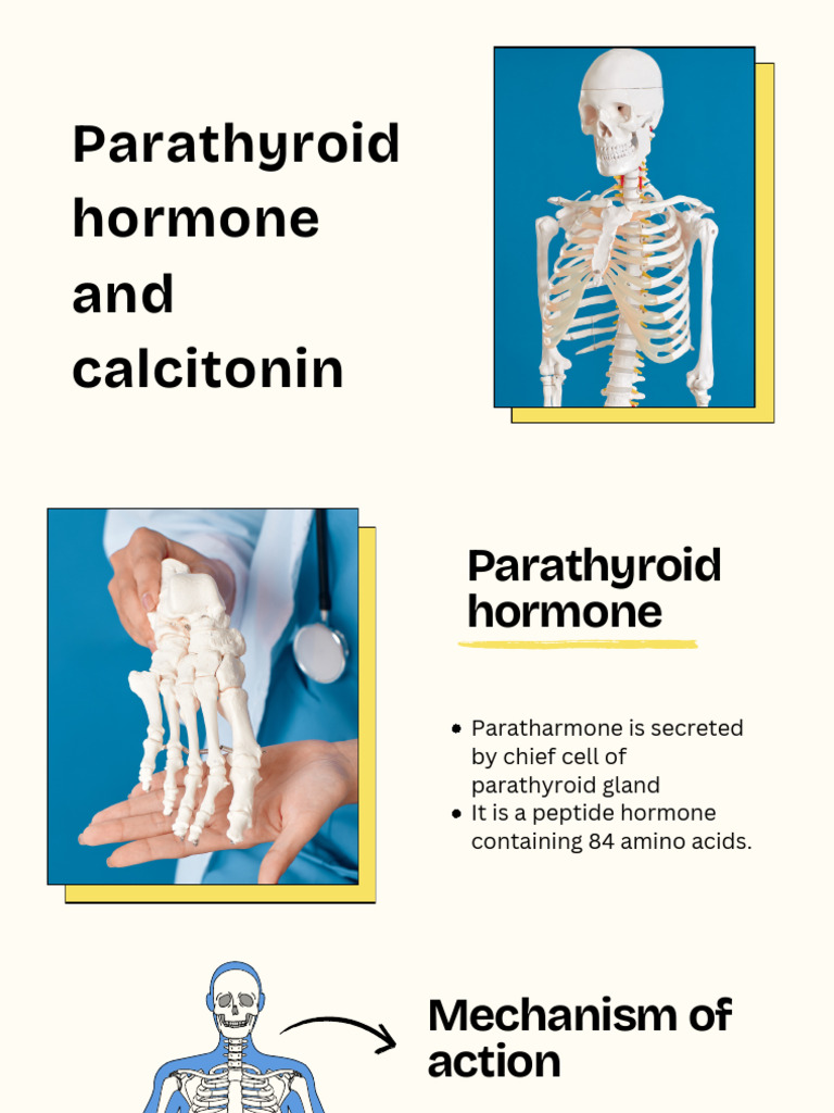 Regulation of PTH and Calcitonin | PDF
