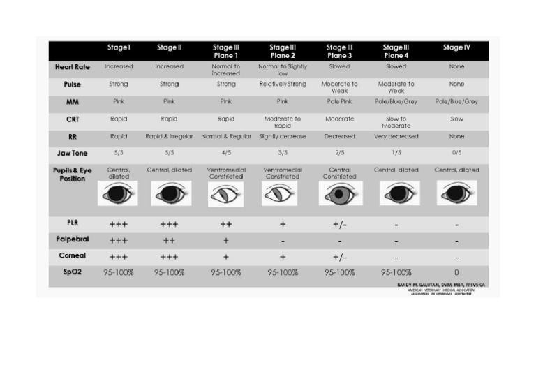 Stages of Anesthesia RMG | PDF