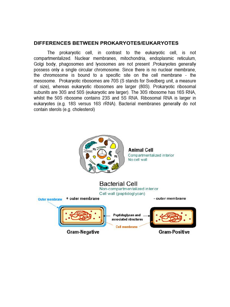 Prokaryotes vs Eukaryotes: Key Differences | PDF | Cellular Respiration ...