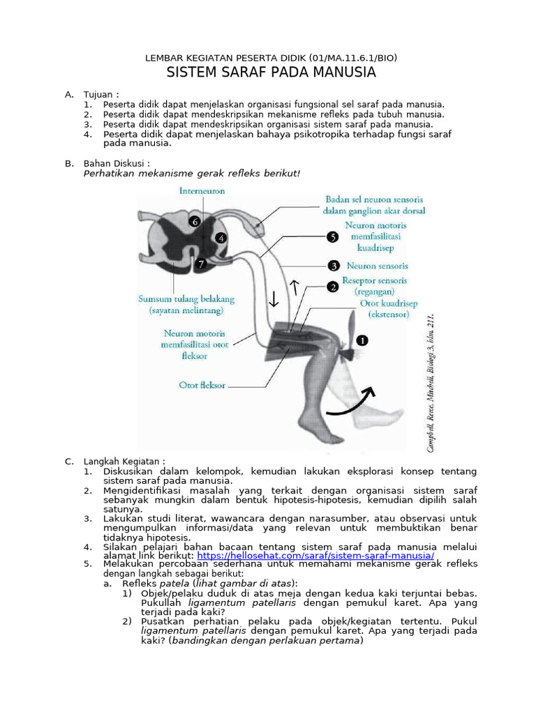 Gambar dan Fungsi Sel Saraf Manusia | PDF