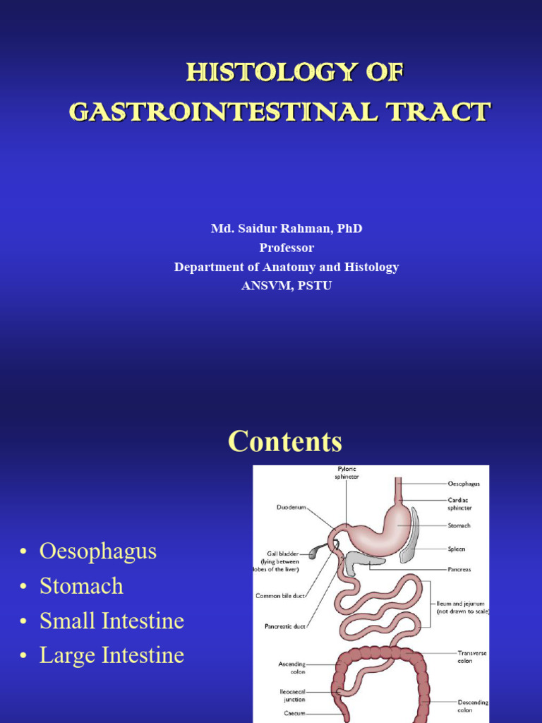 Histology of The Digestive System | PDF | Stomach | Gastrointestinal Tract