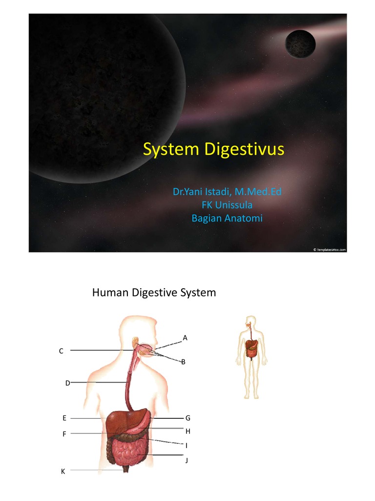 Microsoft PowerPoint - Digestive 2011. | PDF | Stomach | Human ...