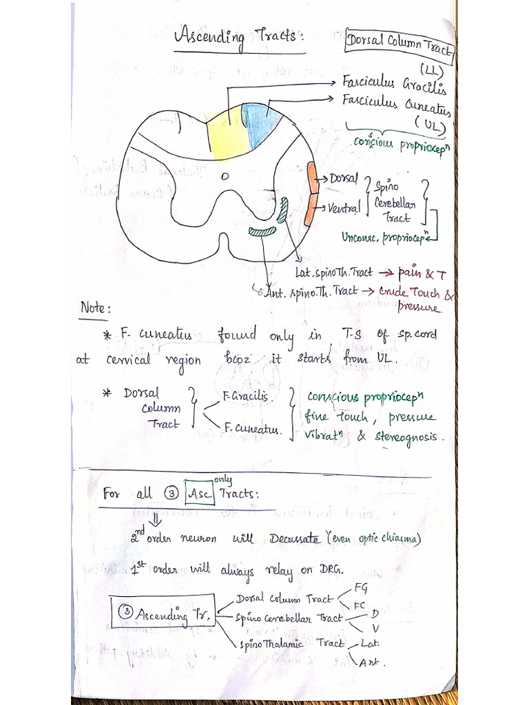 Ascending and Descending Tracts Notes | PDF