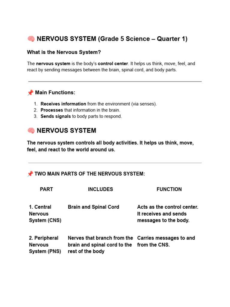 Nervous System Overview for Grade 5 | PDF | Central Nervous System ...