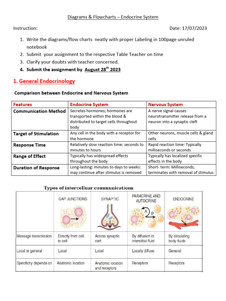 Endocrine Flowchart & Diagrams | PDF | Endocrine System | Hormone