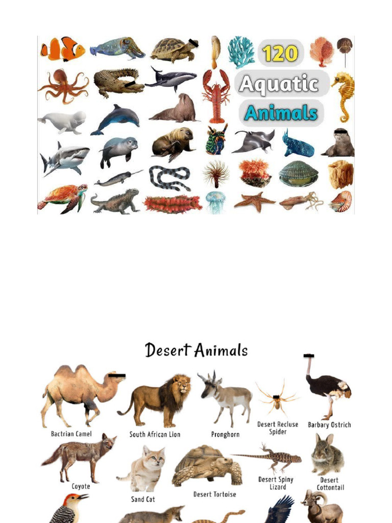 Aquatic Animals | PDF