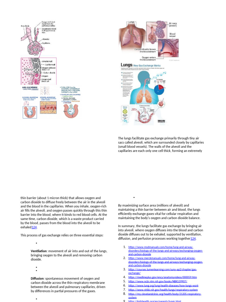 Lung Gas Exchange Process Explained | PDF | Lung | Respiratory System