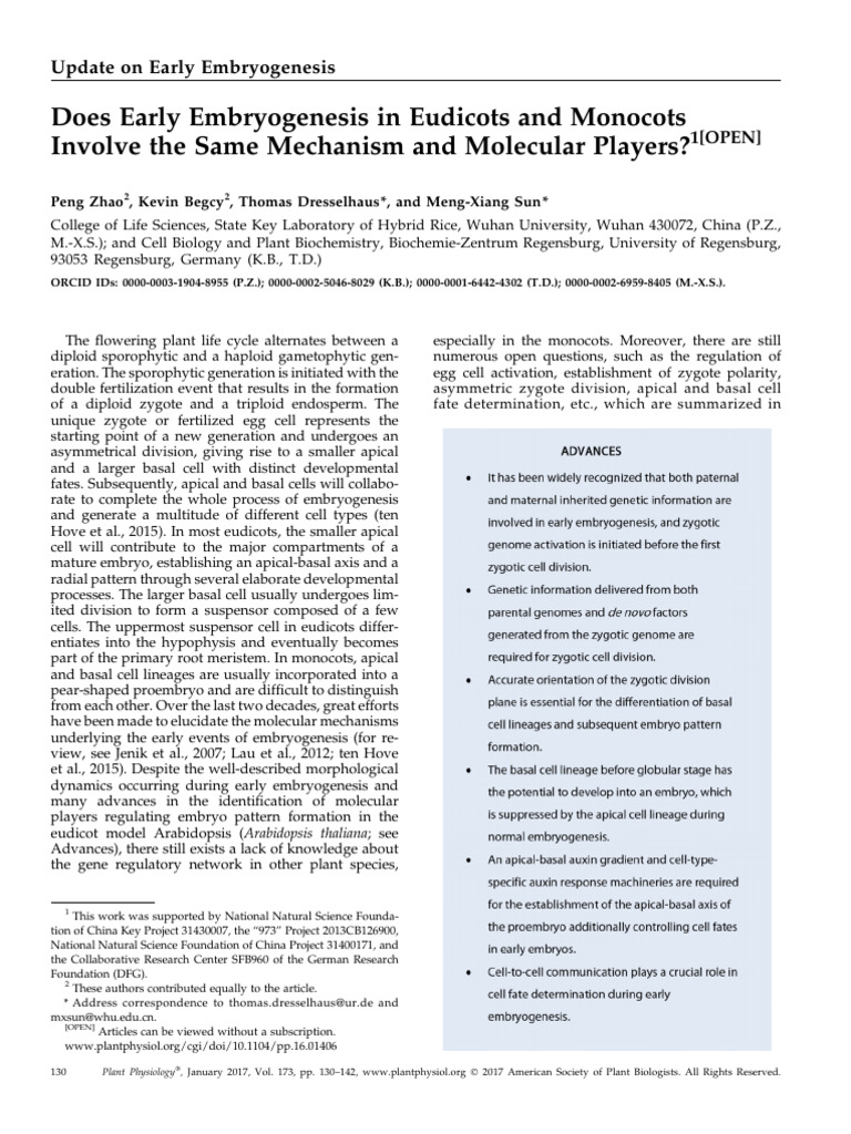 Eudicot vs Monocot Early Embryogenesis Insights | PDF | Embryo ...
